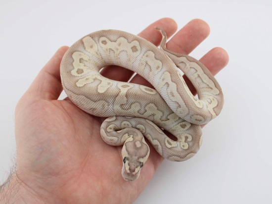 Lesser GHI Ghost Clown Ball Python by Powerline Reptiles