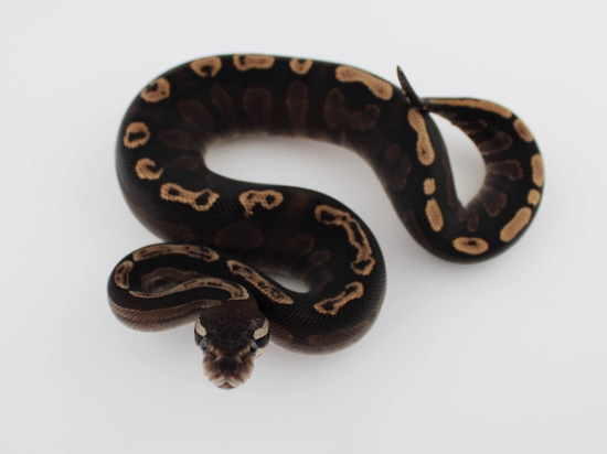 Black Pastel GHI Mahogany Ball Python by Powerline Reptiles