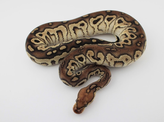 Trick Clown (100% Het Ghost) Ball Python by Powerline Reptiles