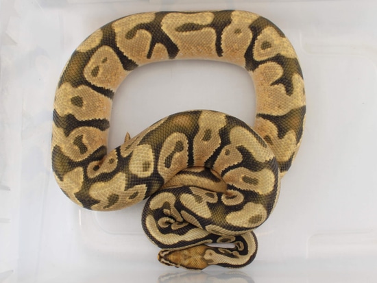 Proven Spotnose Vanilla Orange Dream Hypo Ball Python by Powerline Reptiles