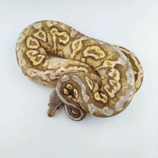 Black Pewter Spotnose Yellowbelly Ghost Ball Python by Powerline Reptiles