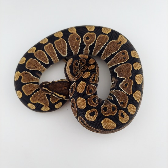 Lace (66% PH Clown) Ball Python by Powerline Reptiles