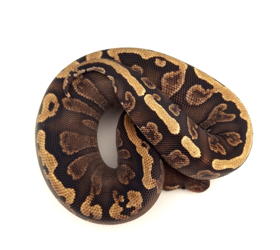 GHI Vanilla Mahogany (100% Het Ghost) Ball Python by Powerline Reptiles