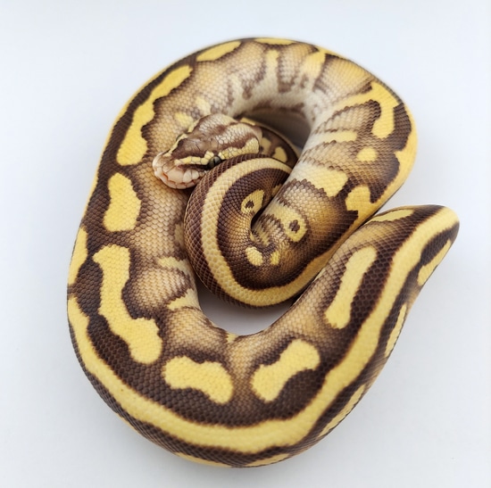 Pastel Lesser Leopard Fire/Vanilla (100% Het SK Axanthic) Ball Python ...