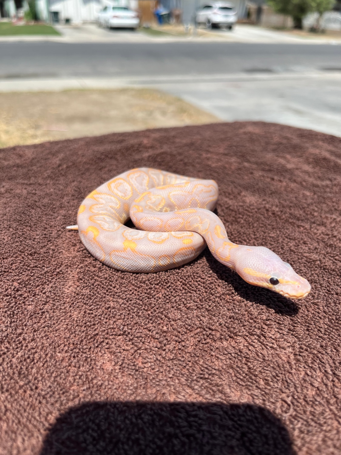 Black Pastel Banana Ball Python by Powers Pythons - MorphMarket