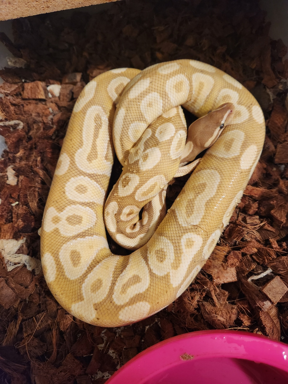 Banana Pastel Mojave Ball Python by Powers Pythons - MorphMarket