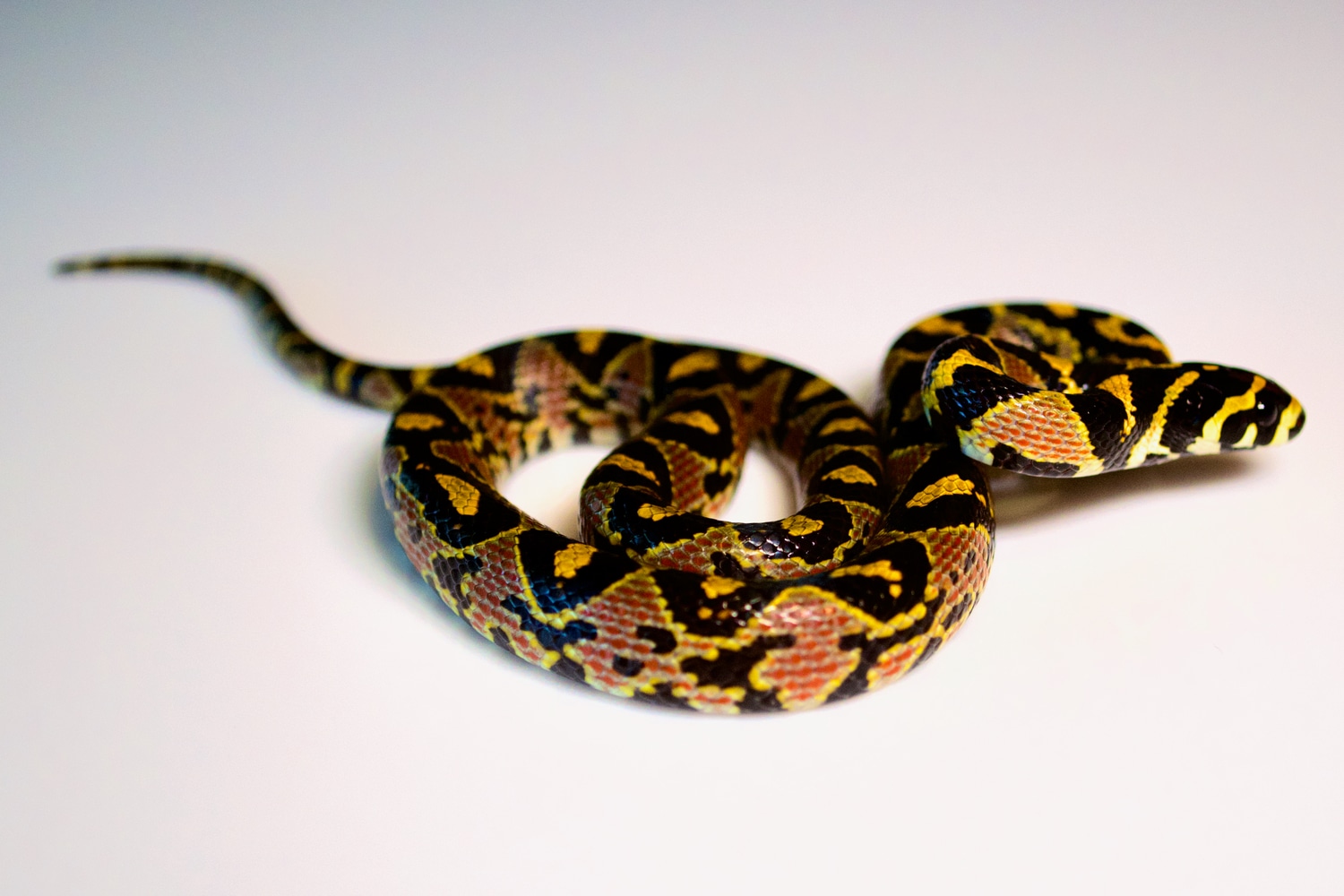 CB 2020 Red Local Mandarin Rat Snake by Powley Exotic Reptiles ...