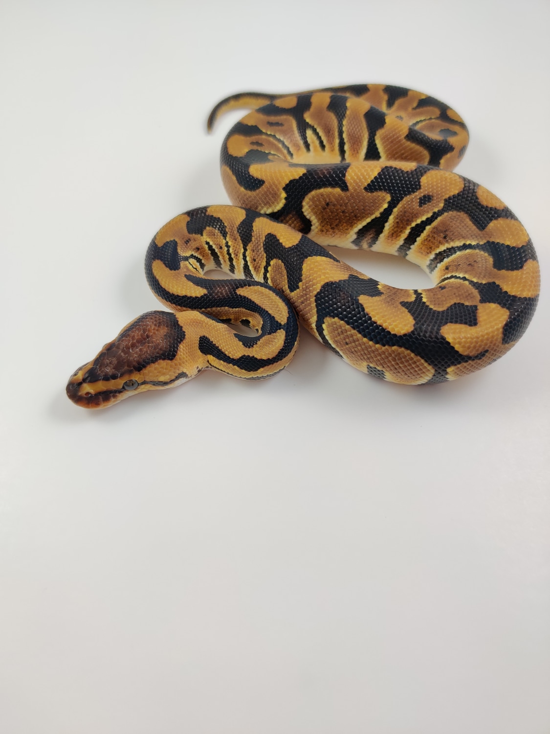 Cryptic Dh Dg Clown Ball Python by Rip City Reptiles - MorphMarket
