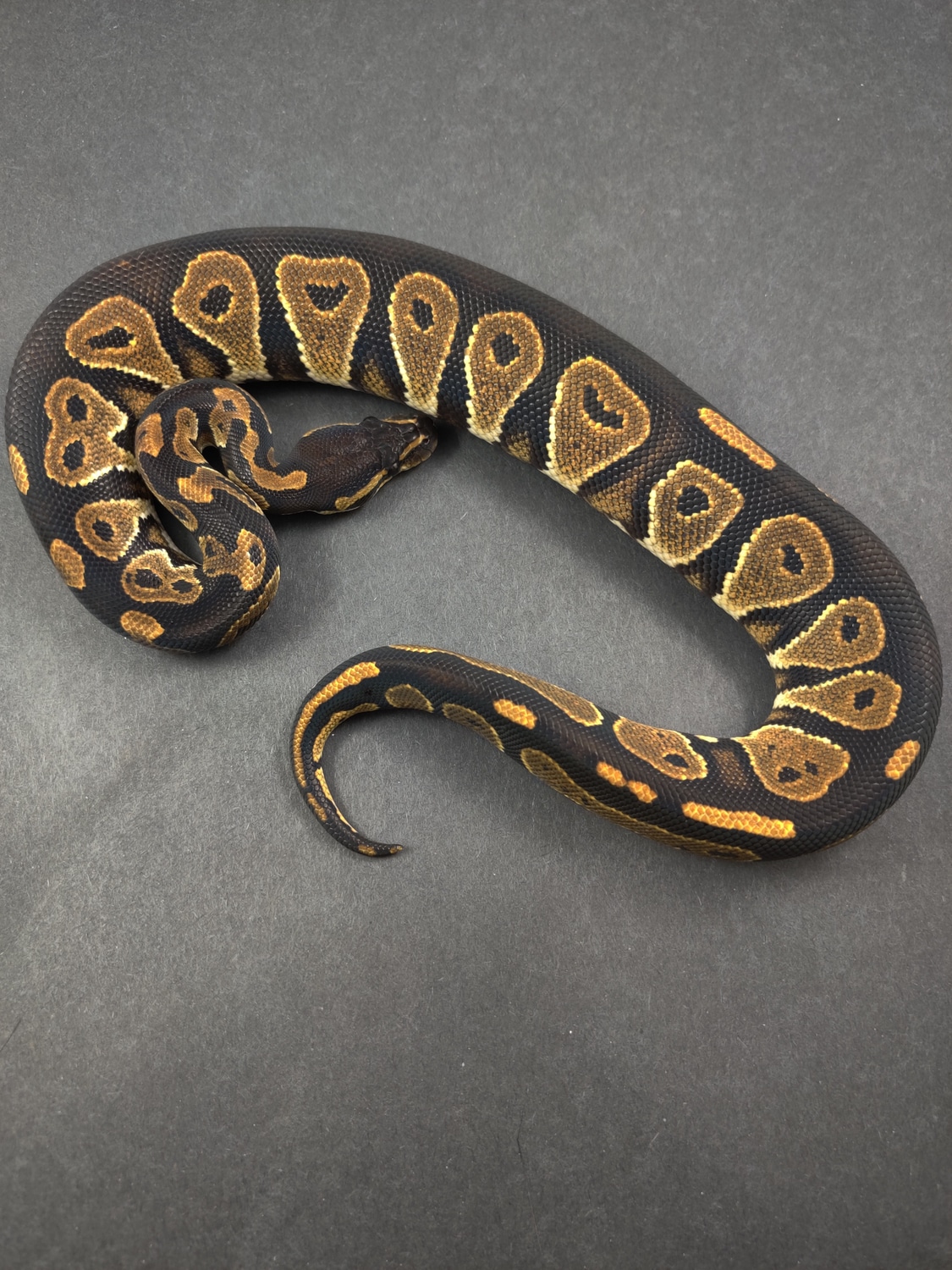 Black Head Ball Python by Rip City Reptiles - MorphMarket