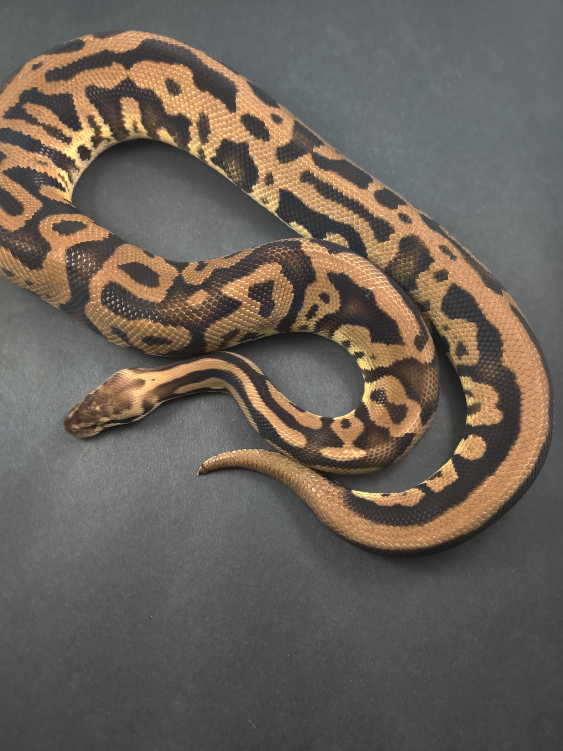 Leopard Pastel Ball Python by Rip City Reptiles - MorphMarket
