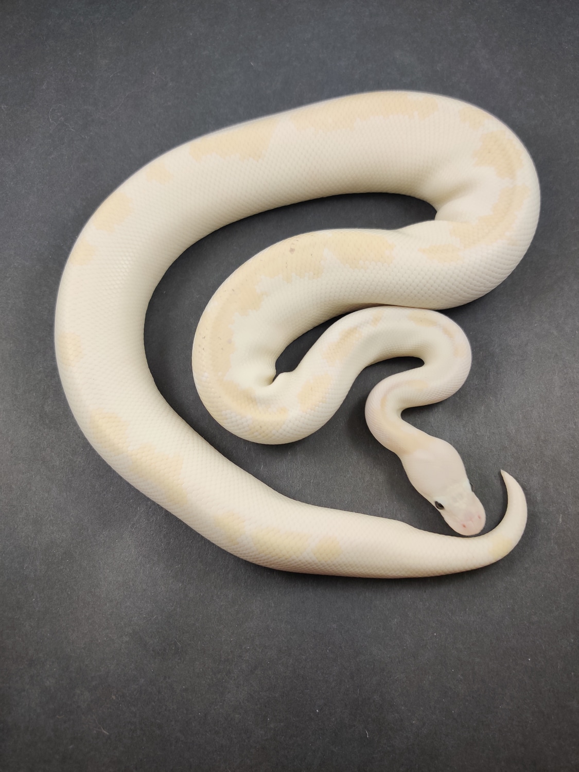 Super Fire Ball Python by Rip City Reptiles - MorphMarket