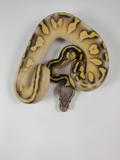Firefly Mojave Calico Ball Python by Rip City Reptiles - MorphMarket