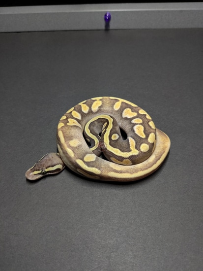Ghi Mojave Pastel Enchi Calico Ball Python by Rip City Reptiles