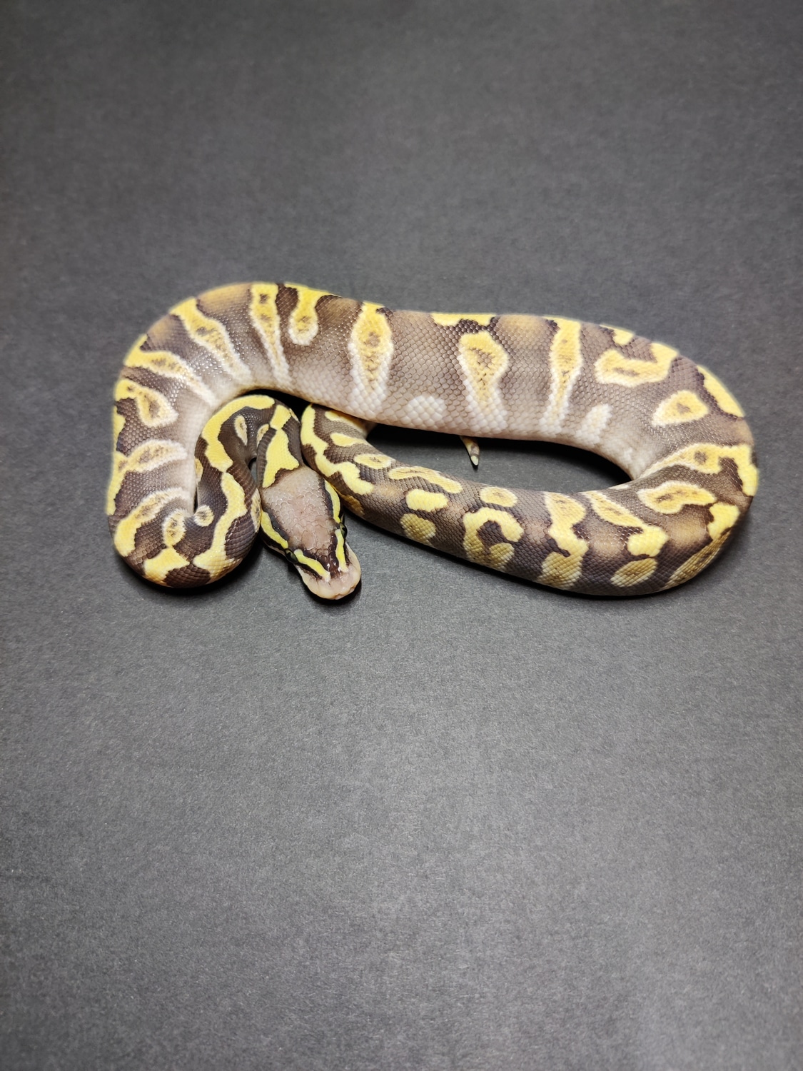 Ghi Mojave Firefly Enchi Ball Python by Rip City Reptiles - MorphMarket