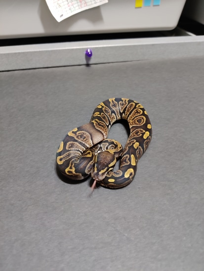 Ghi Calico Ball Python by Rip City Reptiles