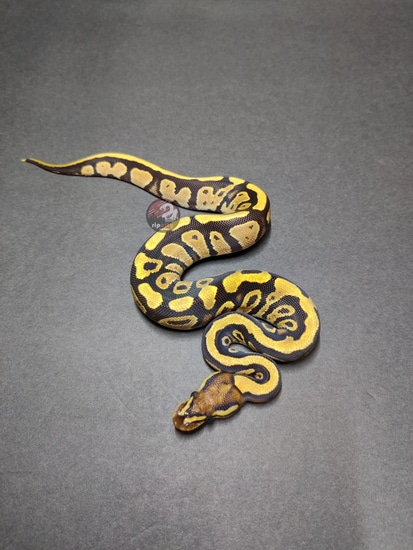 Fire Het Desert Ghost 50% Het Cryptic Ball Python by Rip City Reptiles