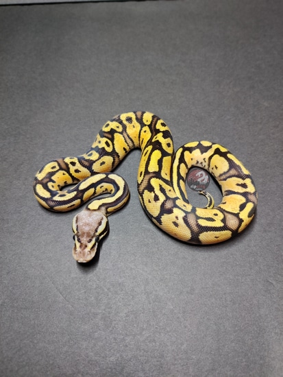 Orange Dream Firefly Het Desert Ghost 50% Het Cryptic Ball Python by ...