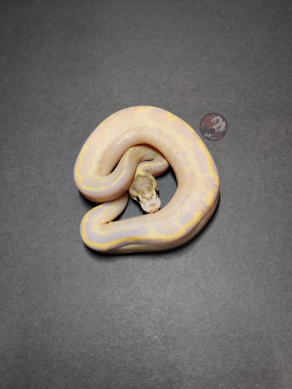 Leopard Ivory Ball Python by Rip City Reptiles