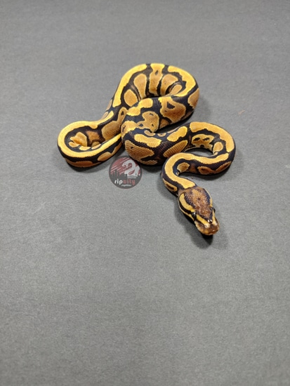 Orange Dream Fire Het Desert Ghost 50% Het Cryptic Ball Python by Rip ...