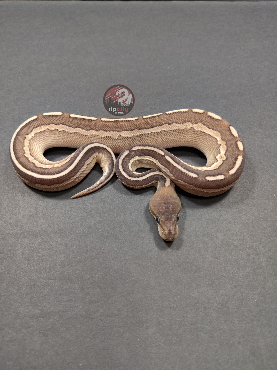Lesser Black Pastel Mahogany Het Albino Ball Python by Rip City ...
