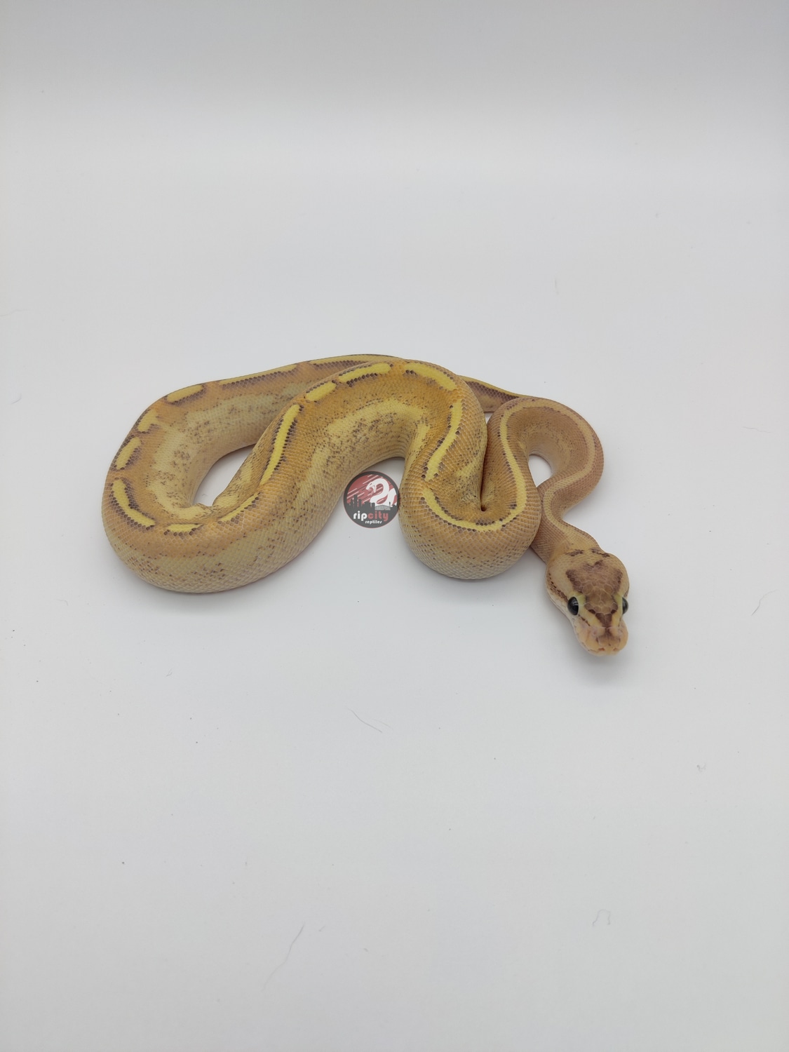 Puma Ball Python by Rip City Reptiles - MorphMarket