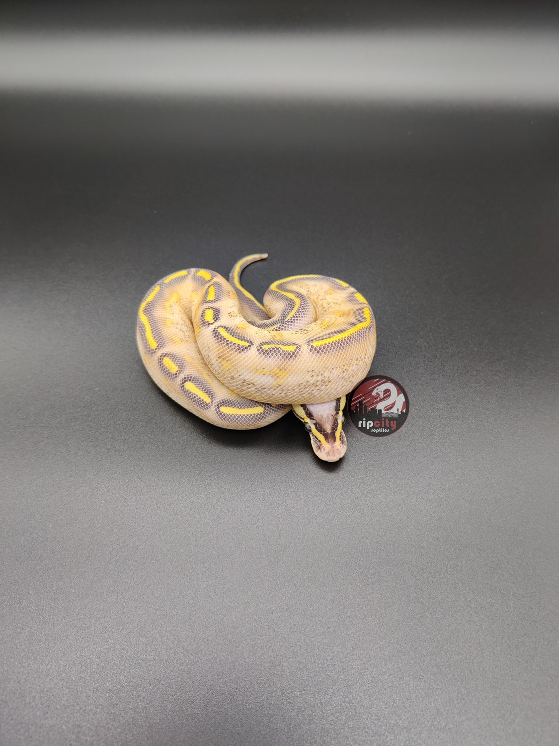 Pastel Highway Ball Python by Rip City Reptiles - MorphMarket