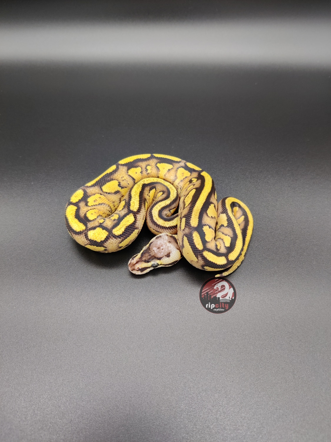 Pastel Specter Gravel Ball Python by Rip City Reptiles - MorphMarket