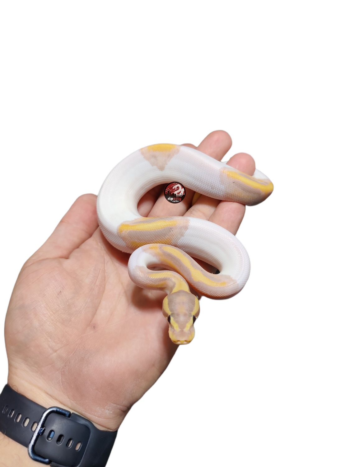 Banana Orange Dream Pied Ball Python by Rip City Reptiles - MorphMarket