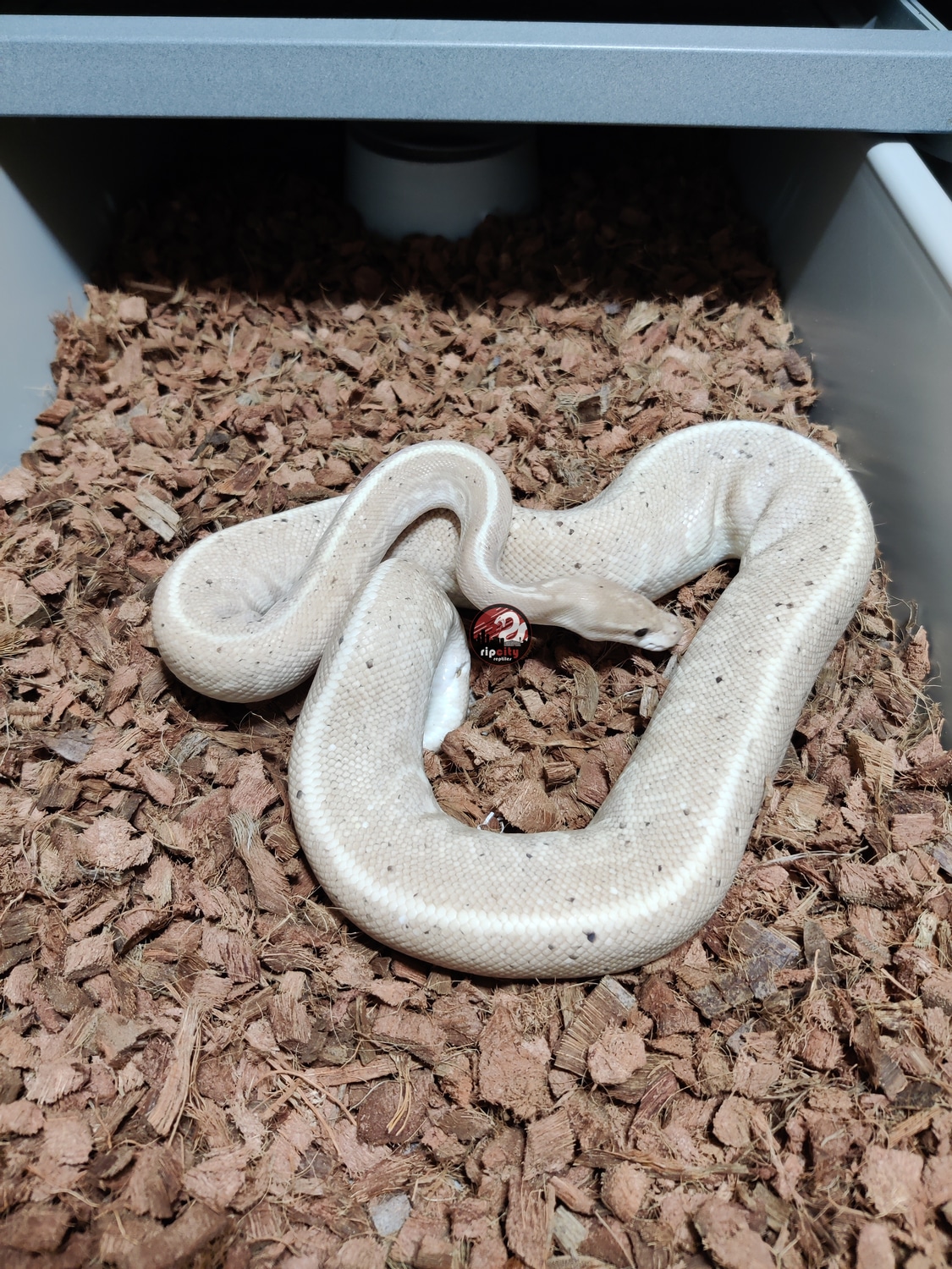 Coral Glow Onyx Ball Python by Rip City Reptiles - MorphMarket