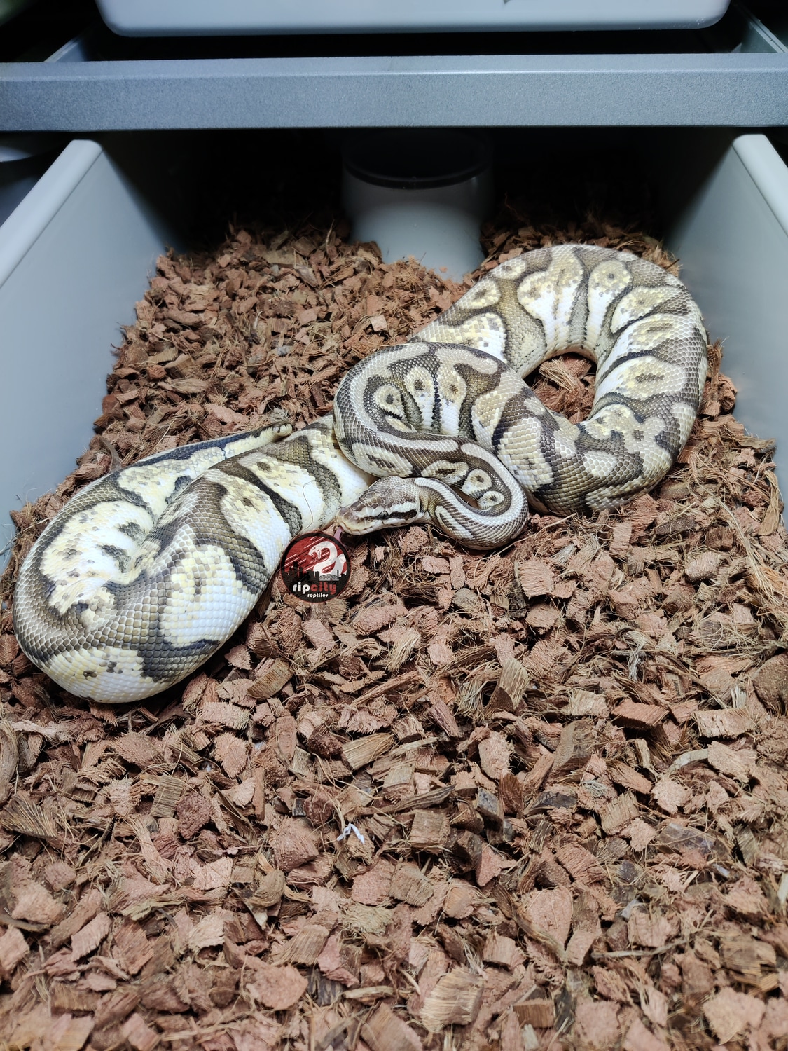 Super Pastel Calico Ball Python by Rip City Reptiles - MorphMarket