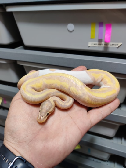 Banana Yellow Belly Pied Ball Python by Rip City Reptiles