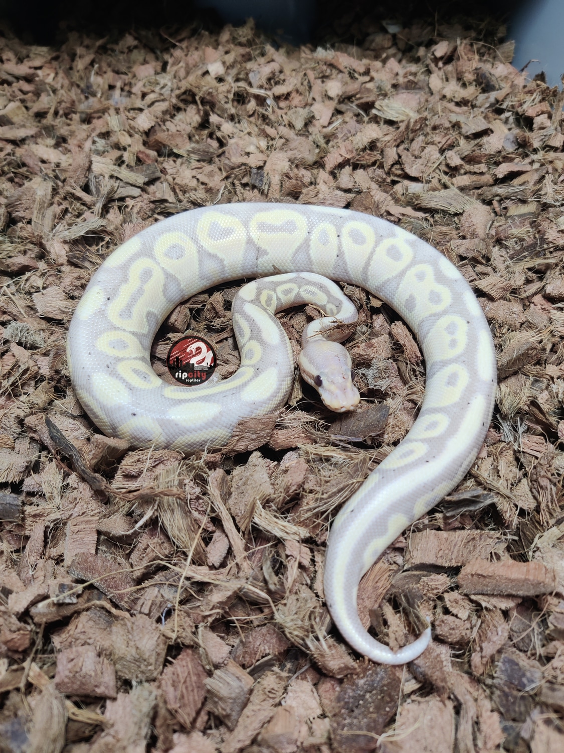 Coral Glow HRA Specter Or Gravel Ball Python by Rip City Reptiles ...