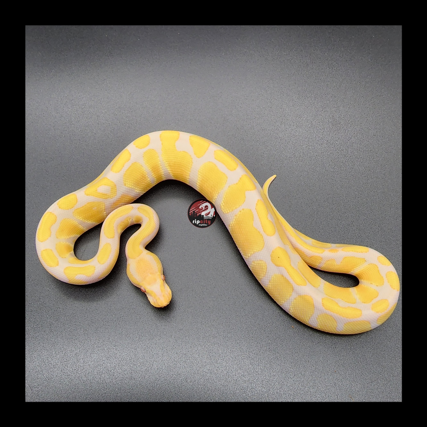 Candino Het Pied Ball Python by Rip City Reptiles - MorphMarket