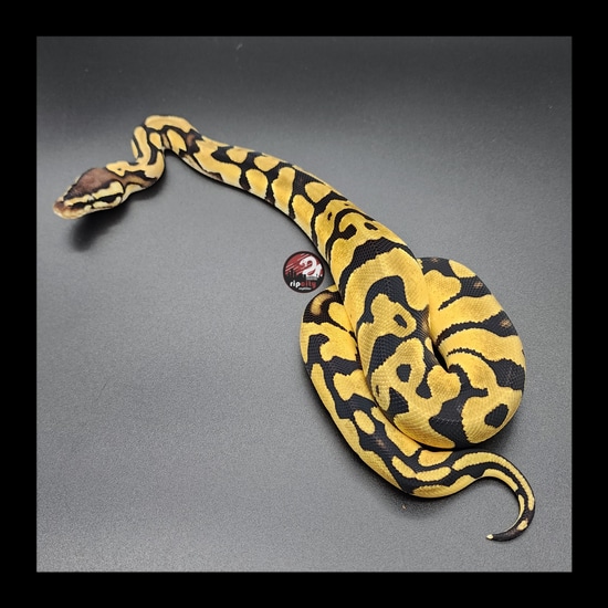 Pastel Orange Dream Dh Hypo Pied Ball Python by Rip City Reptiles