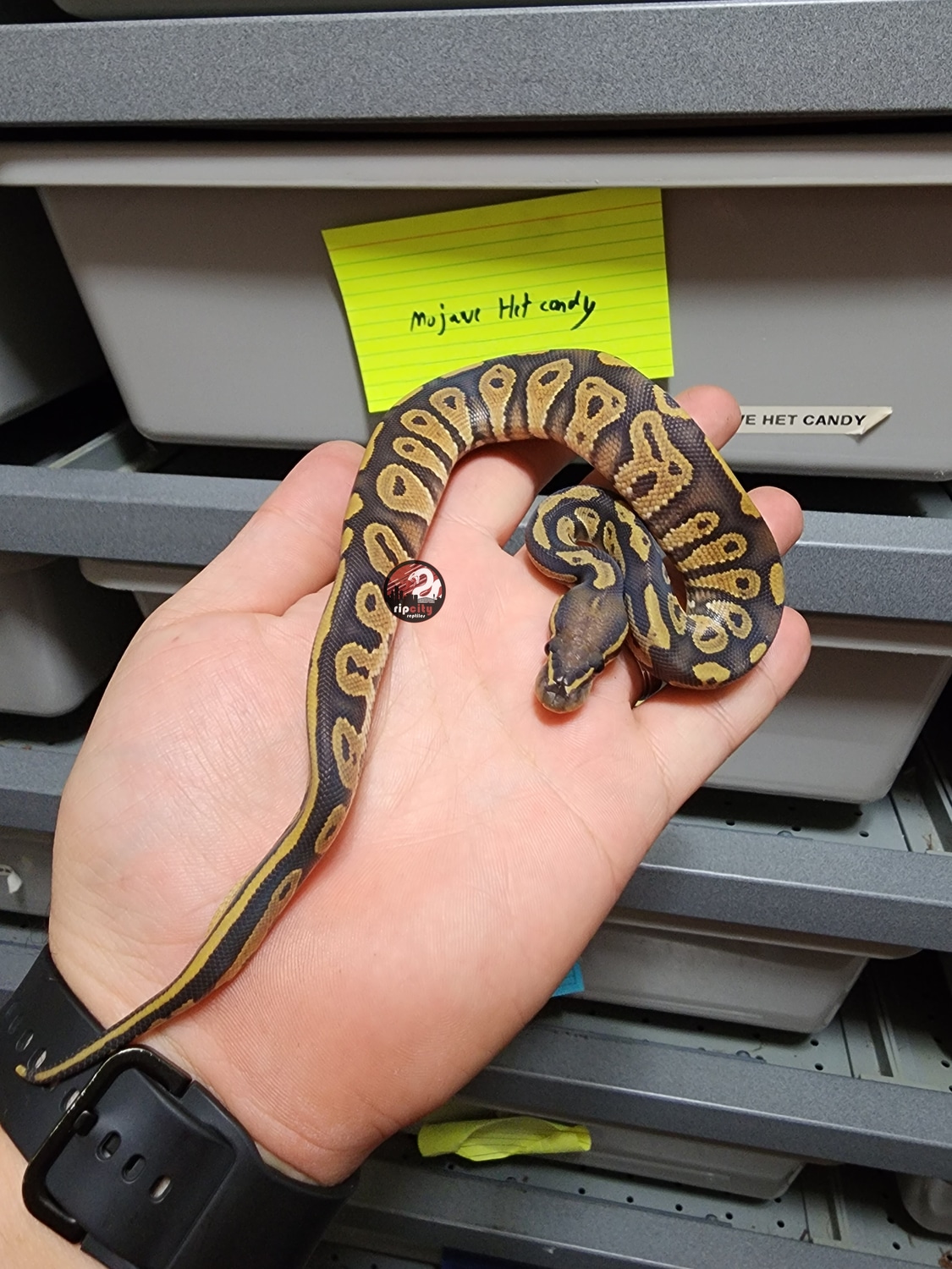 Black Head Hypo Ball Python by Rip City Reptiles - MorphMarket