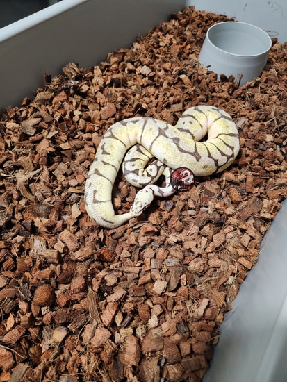 Orange Dream Fire Bumblebee *FREE SHIPPING**FREE SHIPPING* Het Desert Ghost 50% Het Cryptic Ball ...