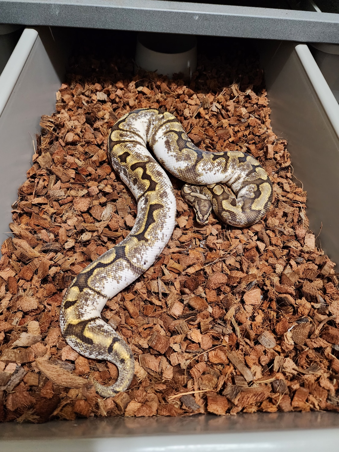 Ghi Fire Spider Calico Ball Python by Rip City Reptiles - MorphMarket
