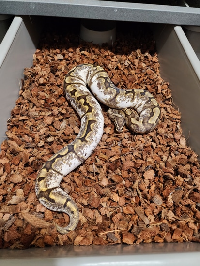 Ghi Fire Spider Calico Ball Python by Rip City Reptiles