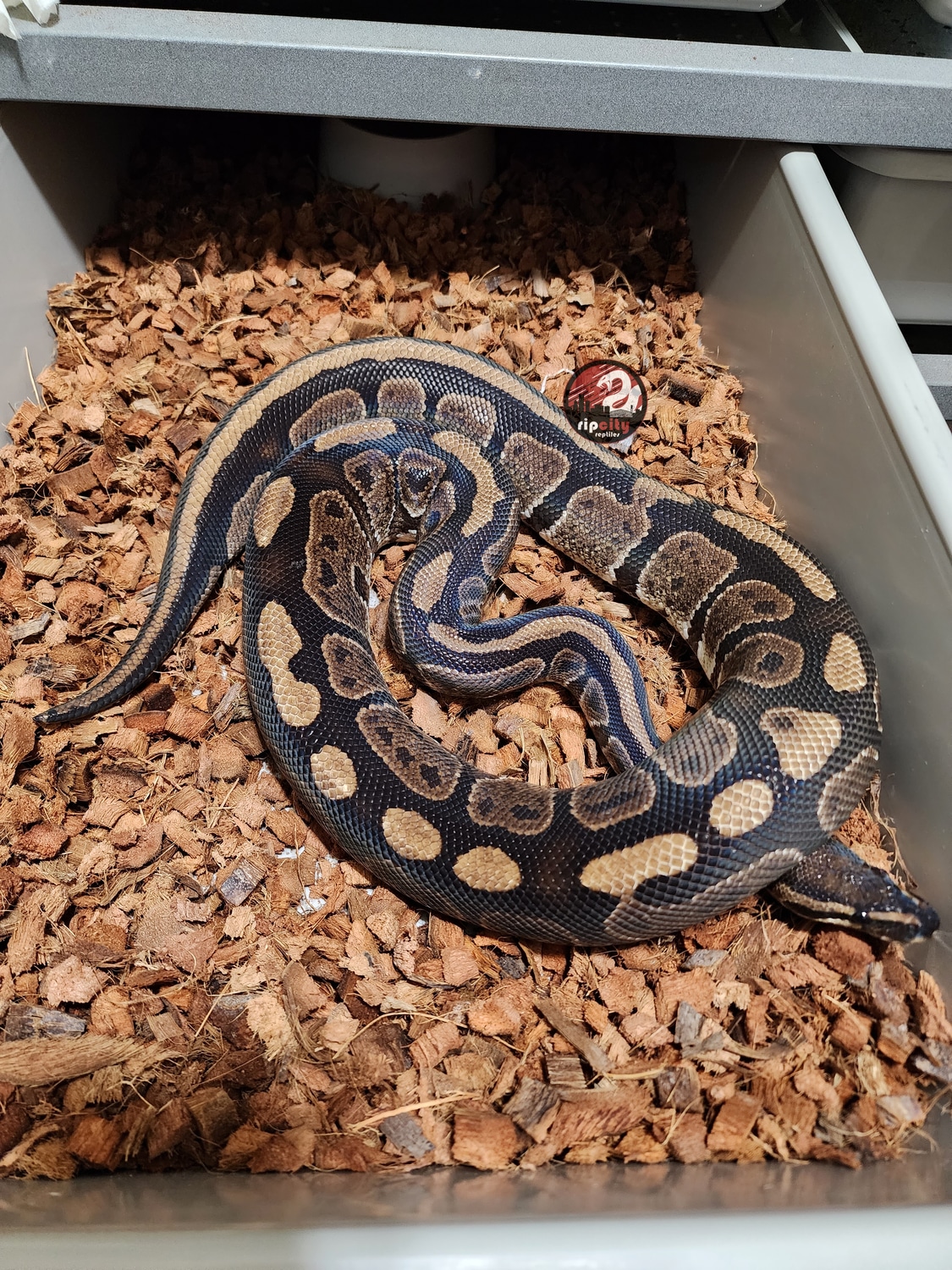 Chocolate Ball Python by Rip City Reptiles - MorphMarket