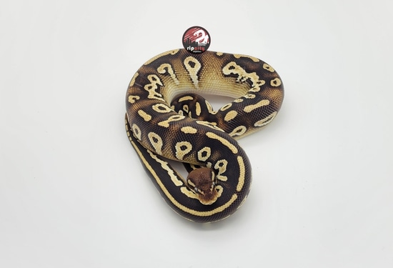 Black Head Mojave Ringer Gene Het Hypo Ball Python by Rip City Reptiles