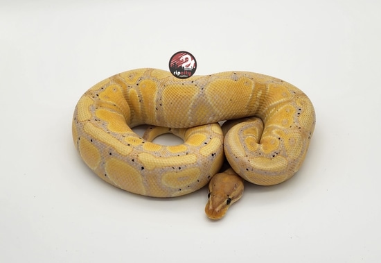 Coral Glow Fire Granite Ball Python by Rip City Reptiles