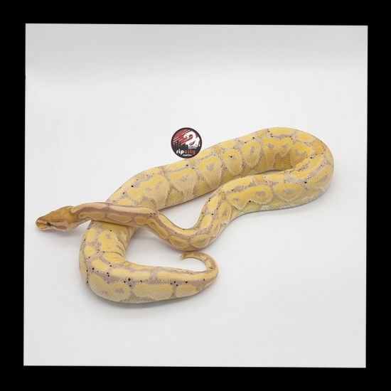 Coral Glow Hra Fire 66% Het Clown*FREE SHIPPING* Ball Python by Rip ...