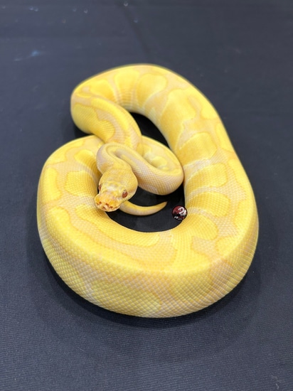 Enchi Candino Het Pied Ball Python by Rip City Reptiles