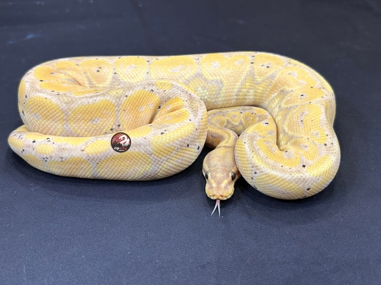Coral Glow Hra Granite Ball Python by Rip City Reptiles