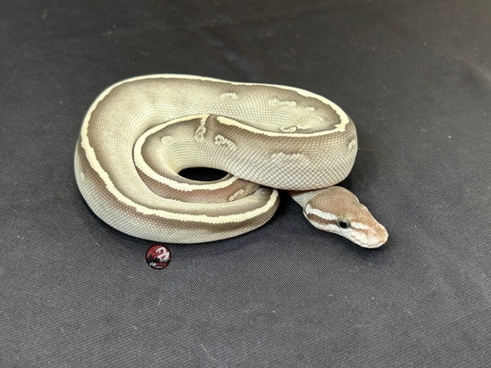 Mystic Crystal Het Clown Ball Python by Rip City Reptiles