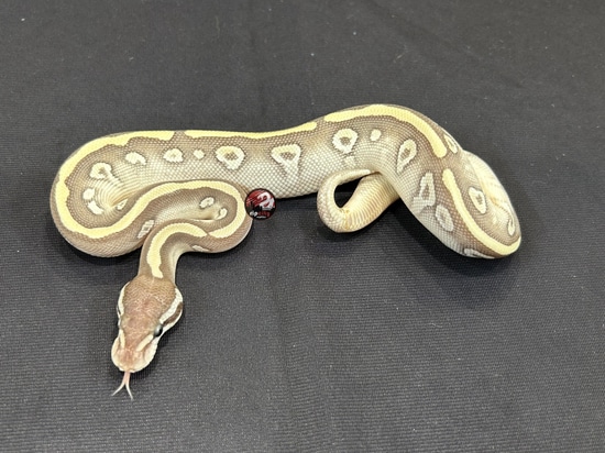 Mystic Crystal Het Clown Ball Python by Rip City Reptiles
