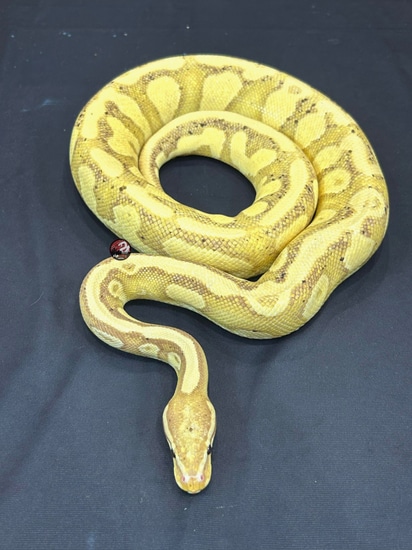 Banana Od Yb Dh Albino Pied Ball Python by Rip City Reptiles