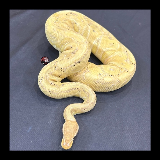 Coral Glow Hra Fire Granite Het Clown (Female Maker) Ball Python by Rip ...