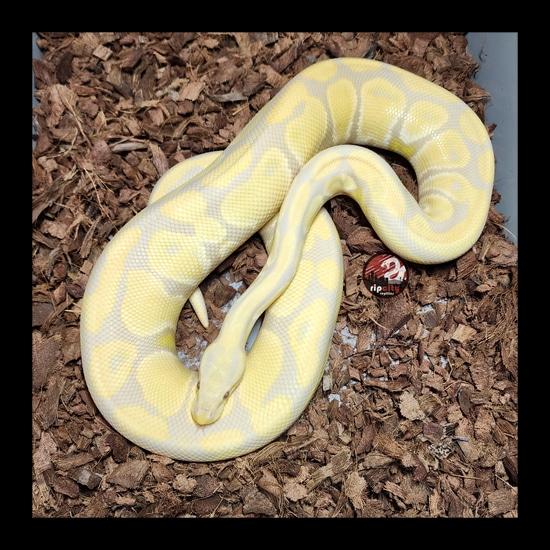 Candino Ball Python by Rip City Reptiles