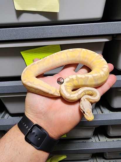 Ghi Firefly HRA Calico Coral Glow ( Female Maker) Ball Python by Rip ...